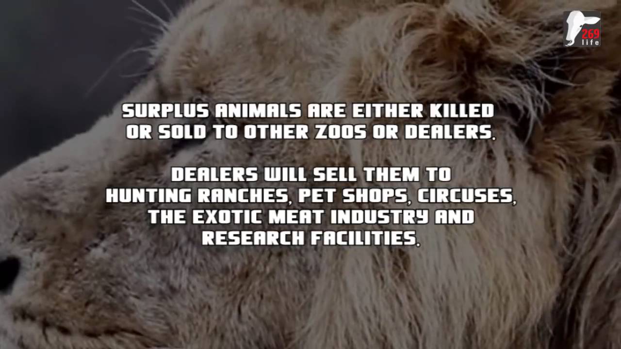 Respect Life Boycott zoos! - YouTube