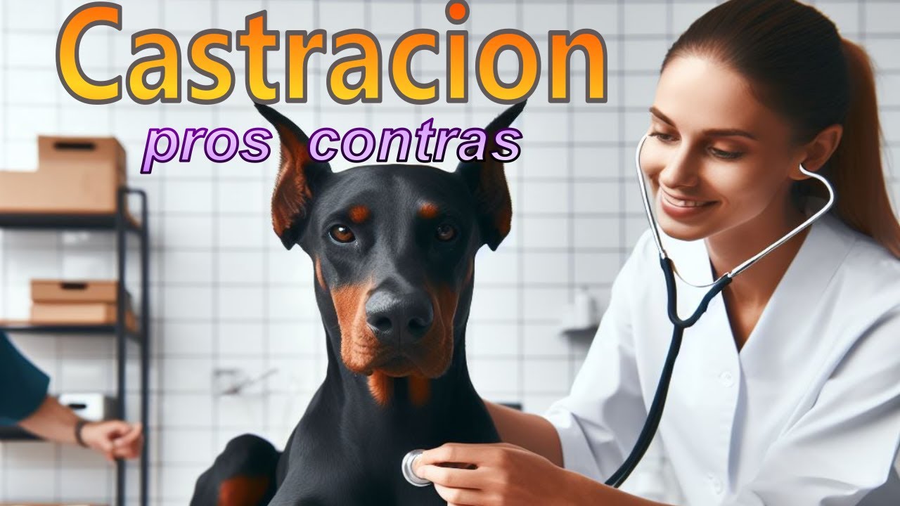Castración en perros TODO lo que tienes que saber - YouTube