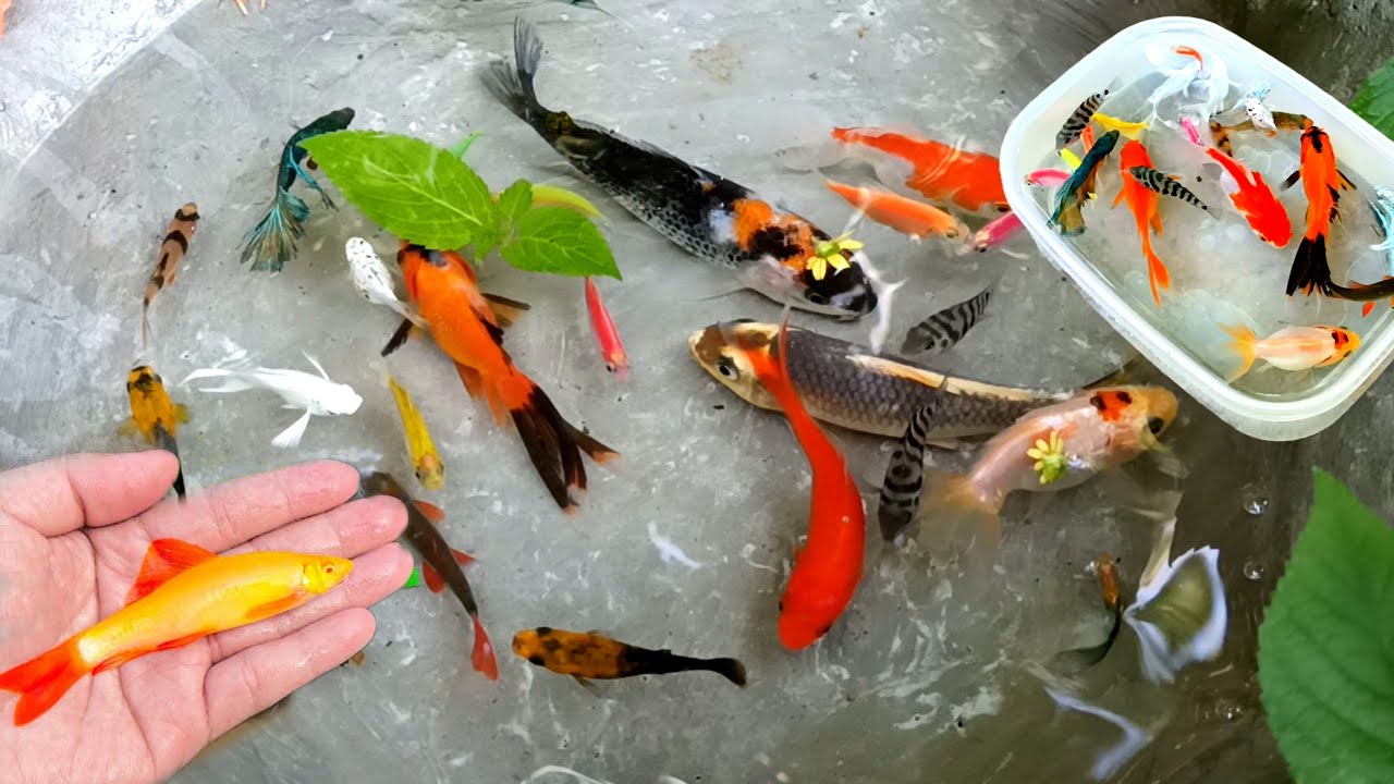 finding ornamental fish koi fish Koki fish catfish betta fish Molly ...