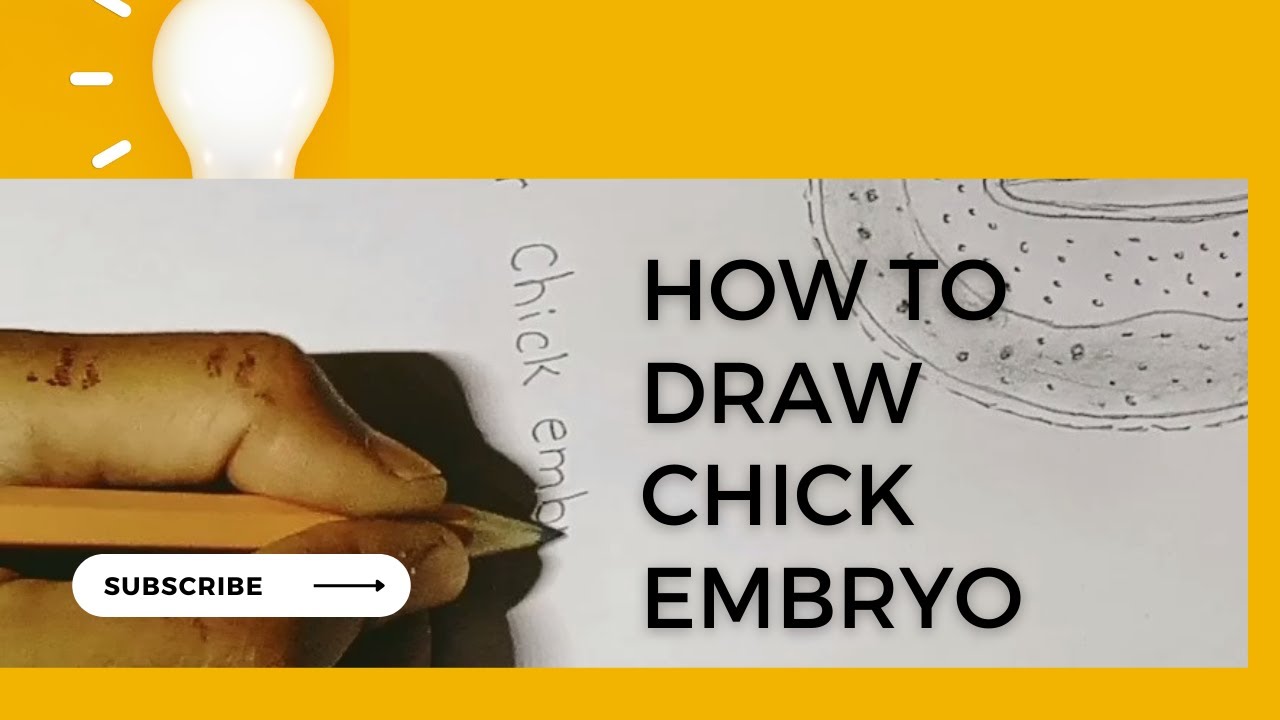 Draw Chick embryo|How can draw 24 hours chick embryo diagram - YouTube