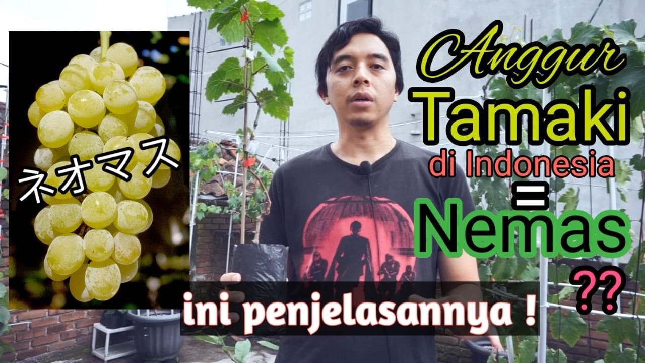 TERUNGKAP!! ANGGUR TAMAKI / NEMAS YANG BEREDAR DI INDONESIA ADALAH... | KEBUN ALTAIR - YouTube