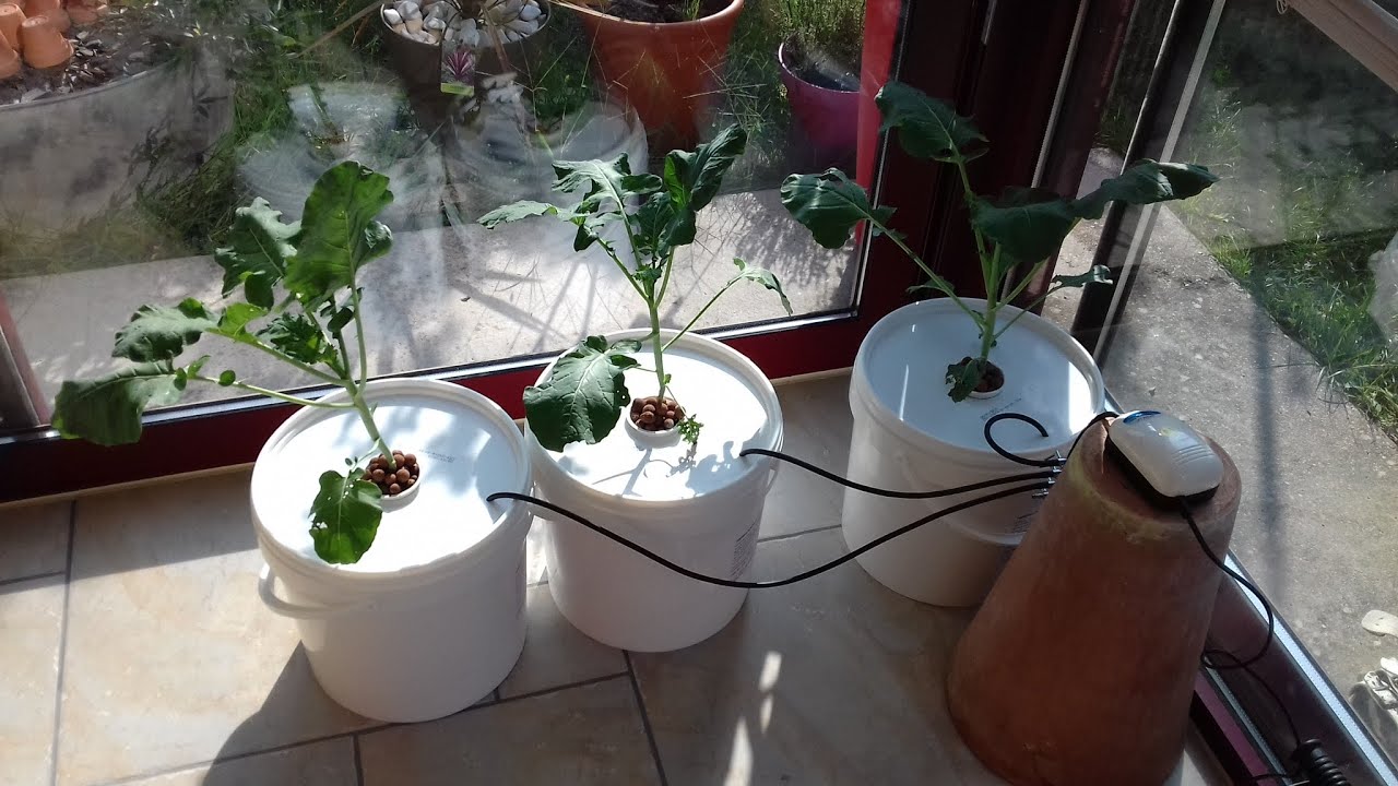 Comment cultiver des choux-fleurs en hydroponie, en low tech PARTIE 1 ...
