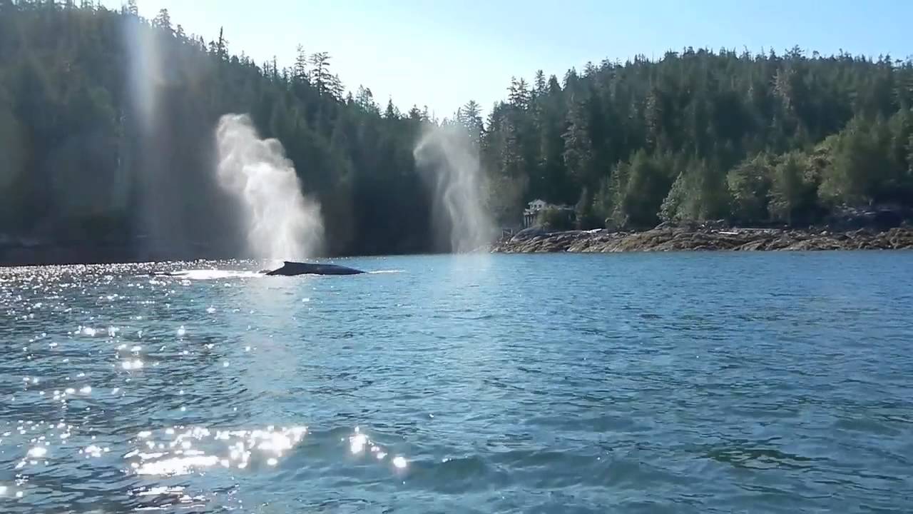 more whales than you can count - with close up footage of orca Springer ...