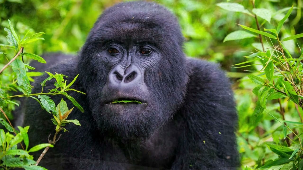 Eastern Lowland Gorilla Eastern Lowland Gorilla
