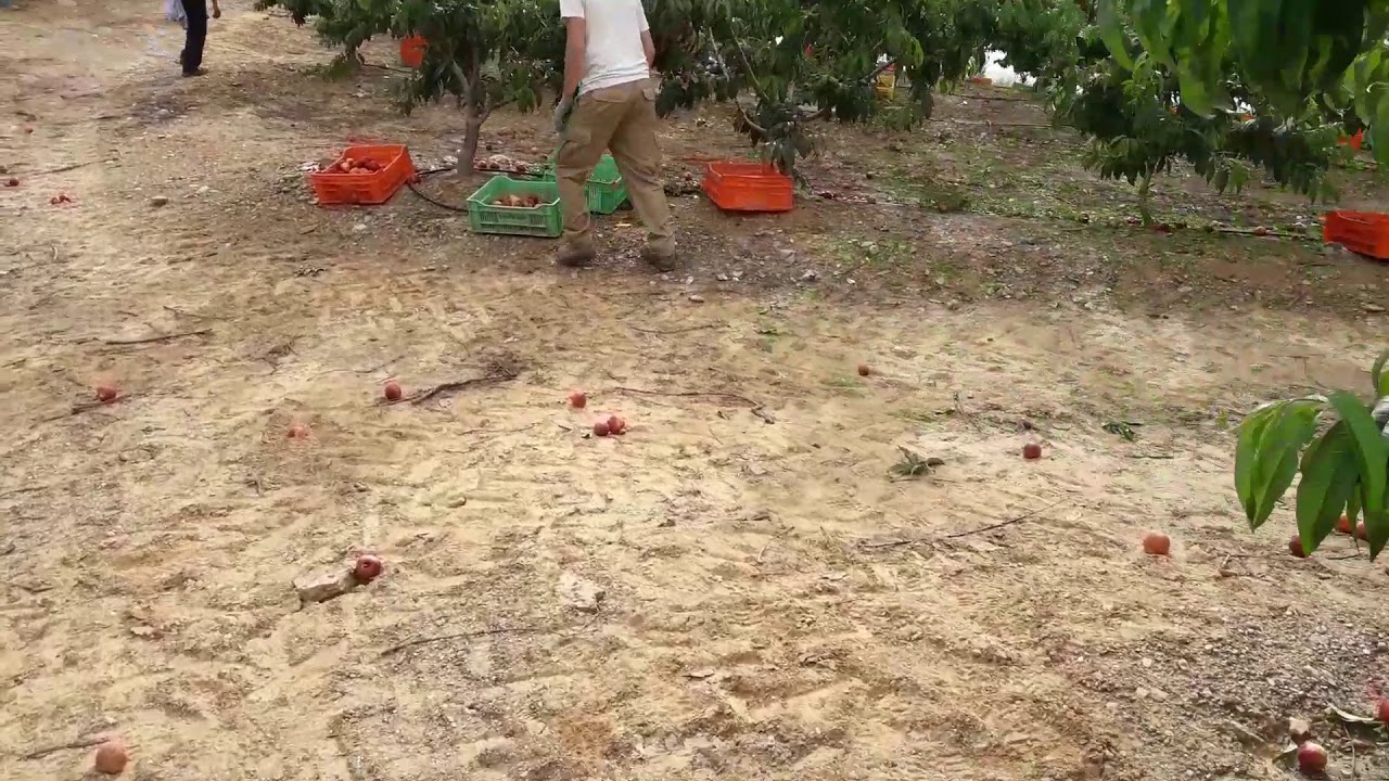Daños en Fruta por caida - YouTube