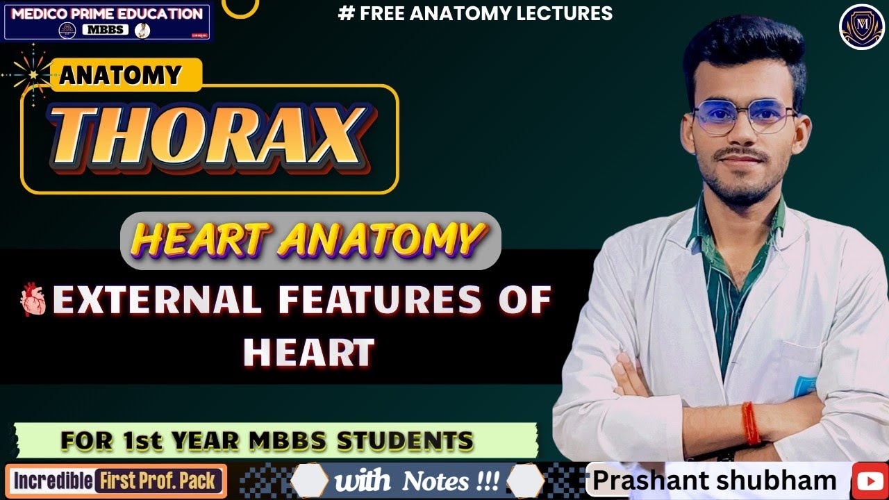 Thorax Anatomy | Anatomy of Heart | External Features of heart | Apex ...