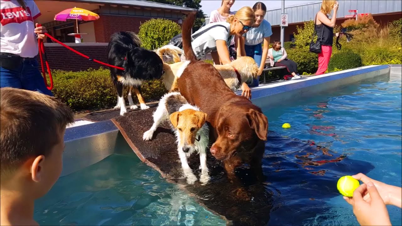 Hundeschwimmen 2019 im Freibad Rhede fand bei Freibadwetter statt - YouTube