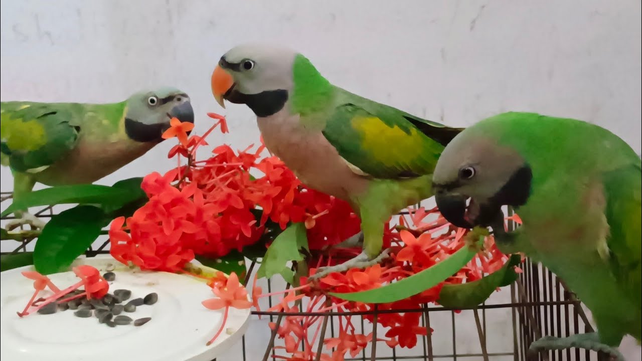 parrot natural sounds/funny talking parrot relaxing sounds. - YouTube