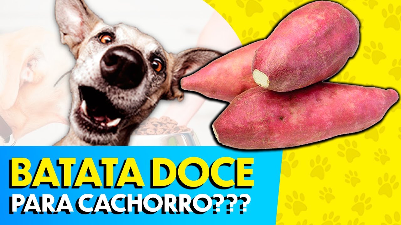 Cachorro pode comer Bata Doce: Veja como oferecer - YouTube