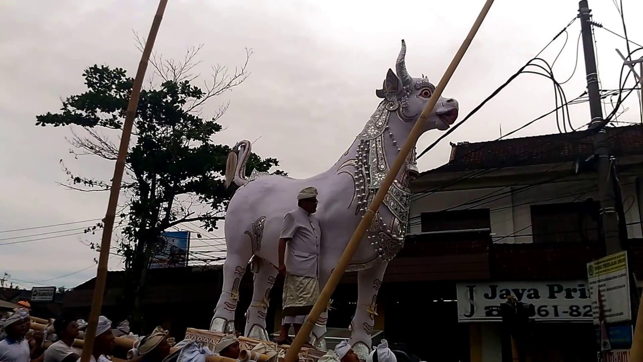 Mendak lembu putih ring peliatan - YouTube