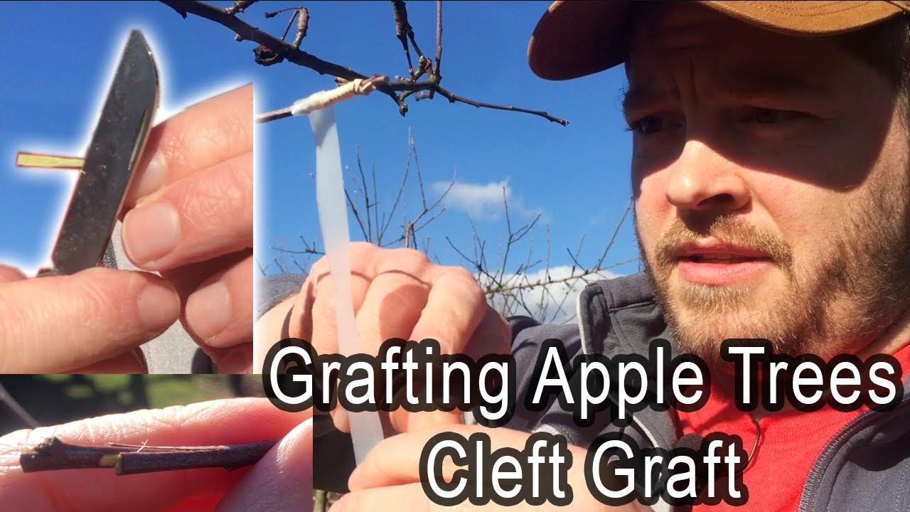 Cleft Grafting Apple Trees, my go-to method that achieves high success ...