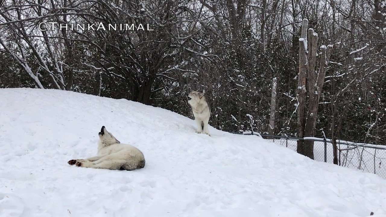 Why Do Wolves Howl? - YouTube