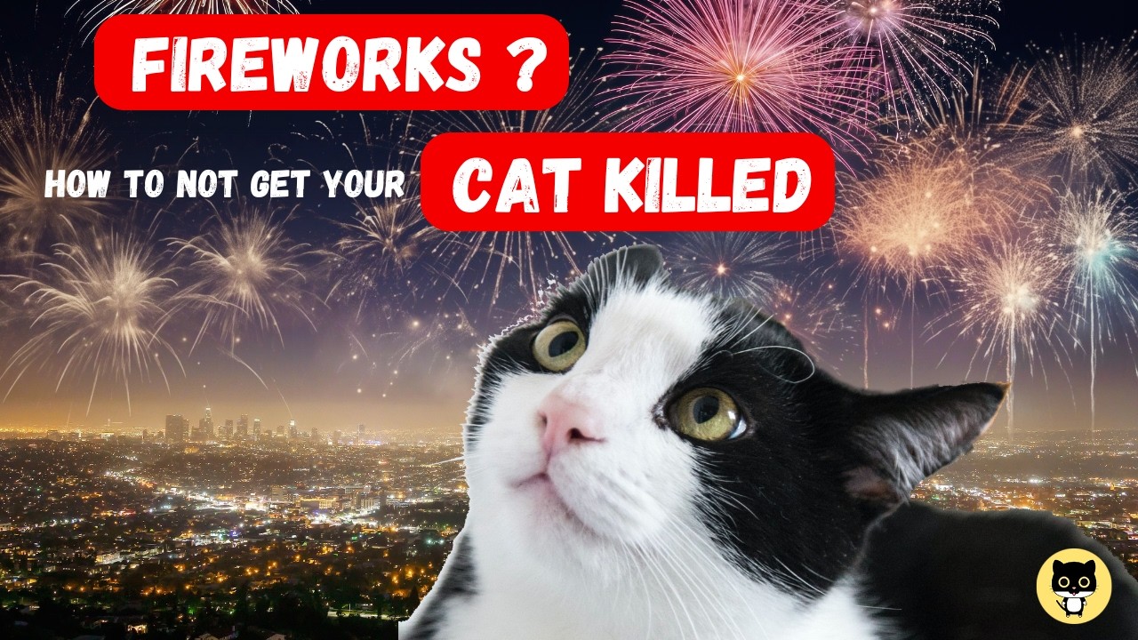 Cats and Fireworks - YouTube