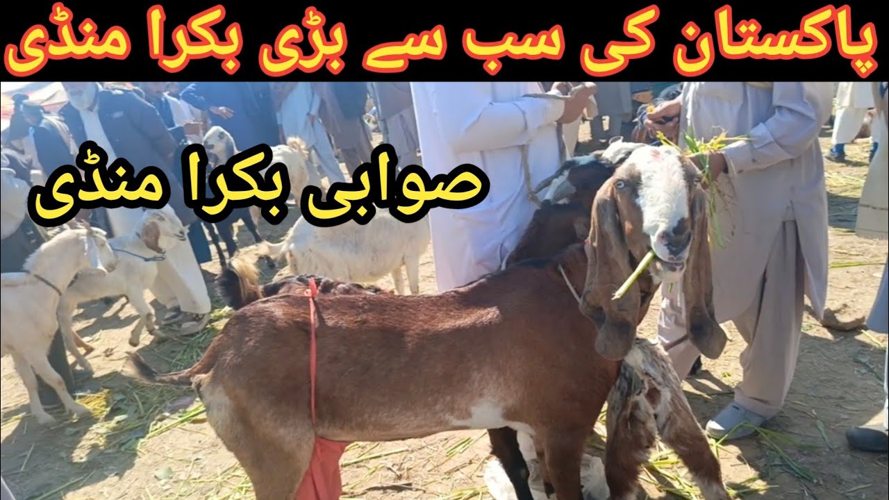 Pakistan's Largest | Goat Market In Swabi - YouTube
