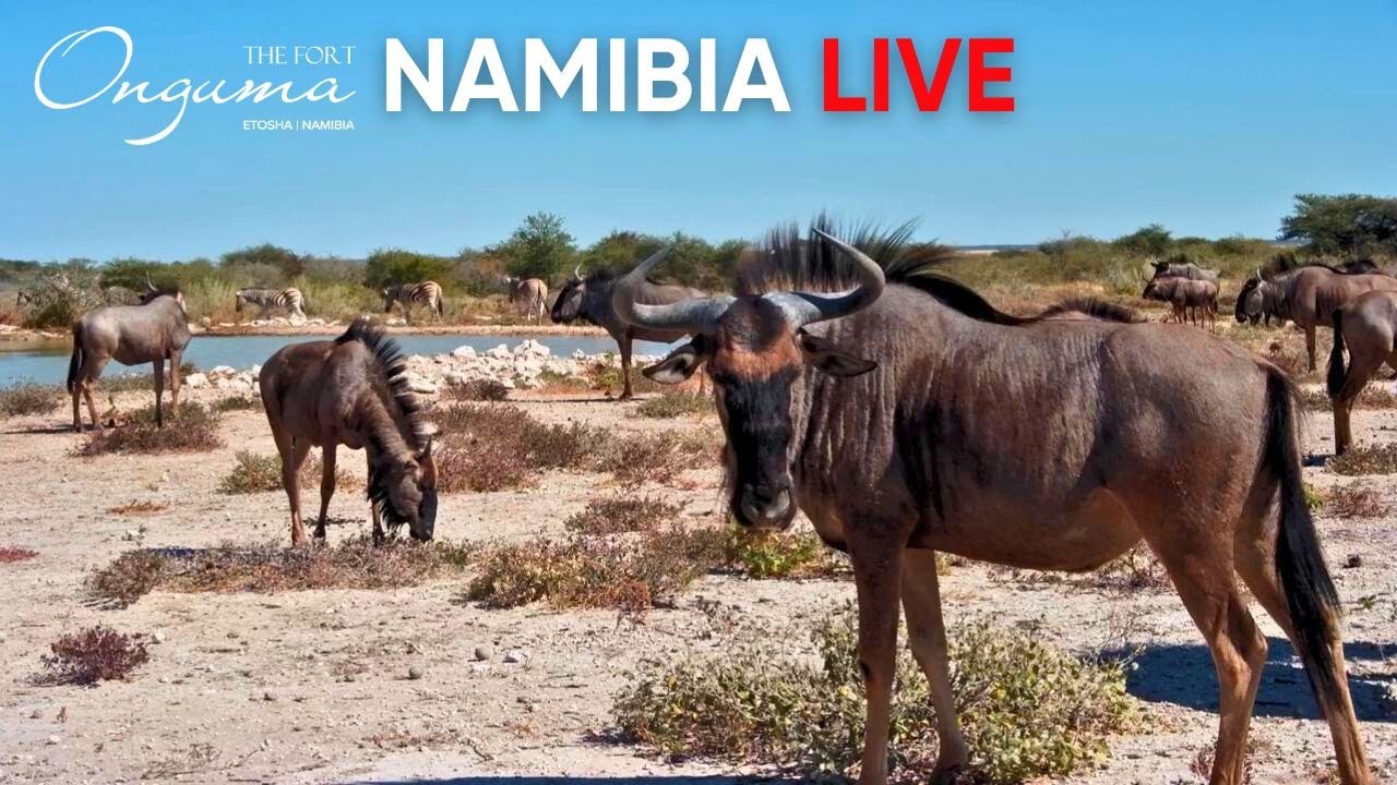 Namibia Safari Live Cam - Onguma The Fort | 24/7 Wildlife Stream - YouTube