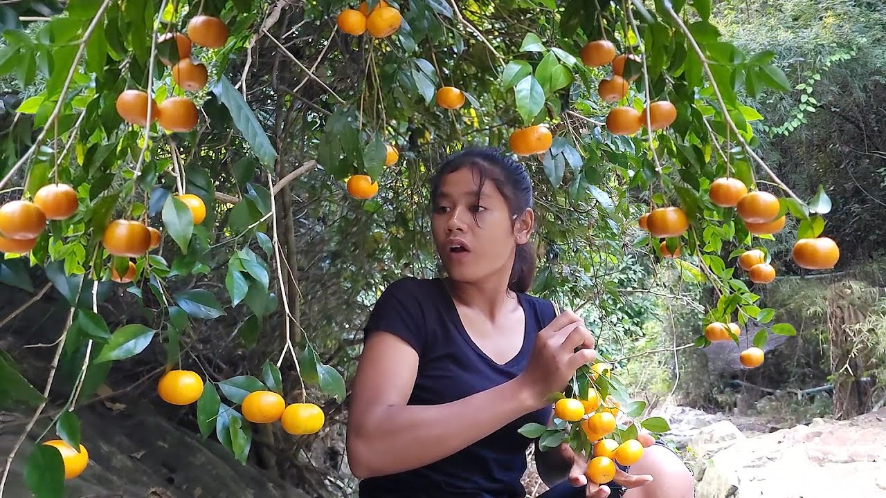 Wild oranges for snack - Survival in jungle - YouTube