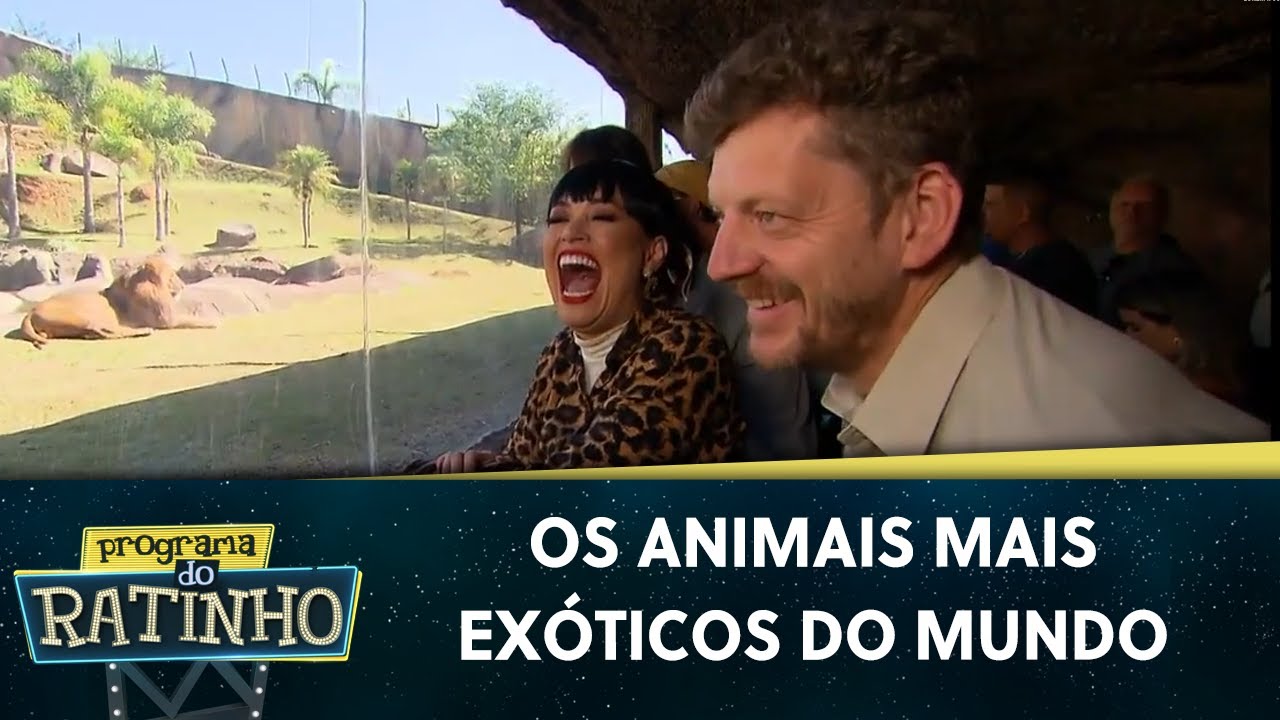 Milene Pavorô mostra os animais mais exóticos do mundo | Programa do ...