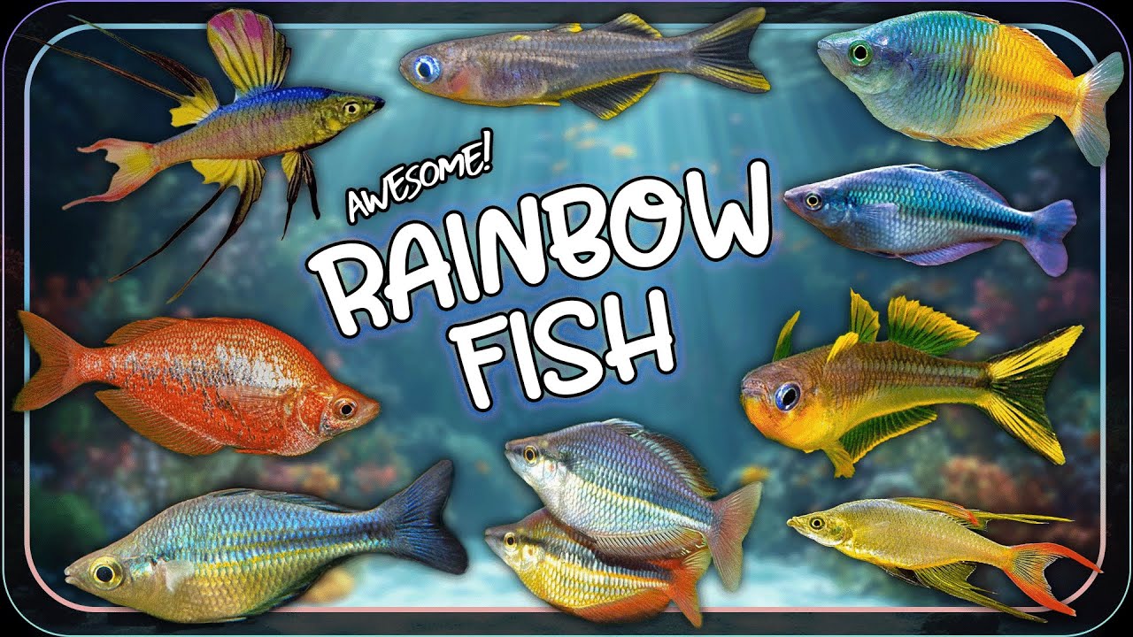 Small Rainbow Fish: Colorful Species for your Freshwater Aquarium Tank ...