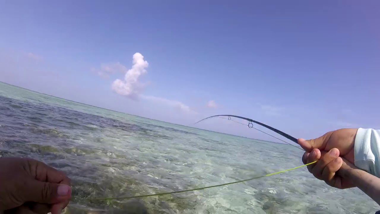 Permit 29 DIY on a Sargasso Crab - YouTube