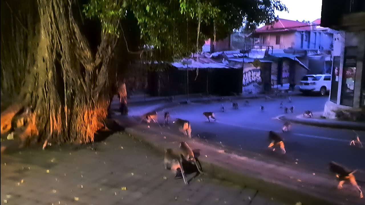 Monkey rage at Monkey Forest Ubud, Bali HDR10+ - YouTube