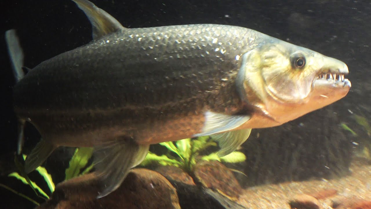 goliath tigerfish eating a dead half fish - YouTube