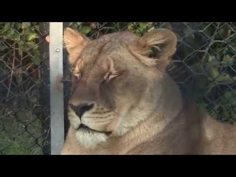 Elsa the Lioness Rescue