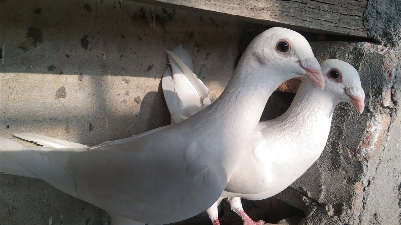 White Racer Pigeon - YouTube