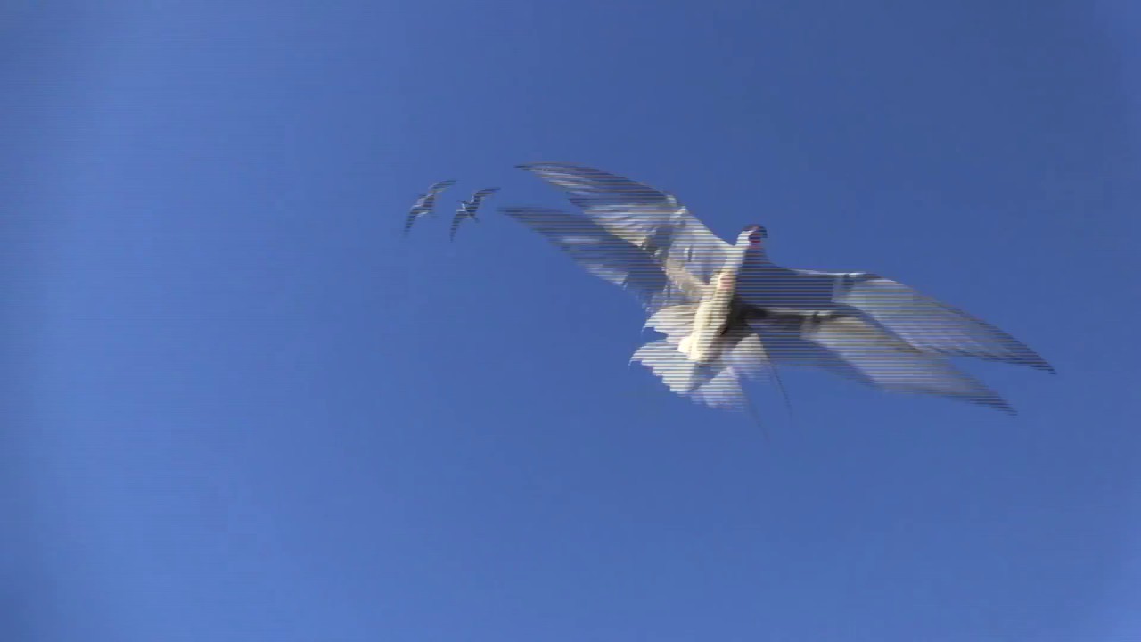 Angry arctic tern (Sterna paradisaea) - YouTube