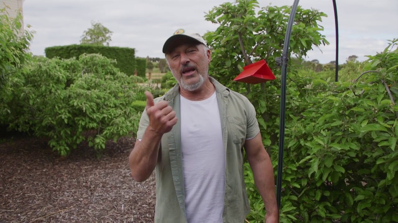 CGWS to control codling moth, pear and cherry slug and gall wasp - YouTube