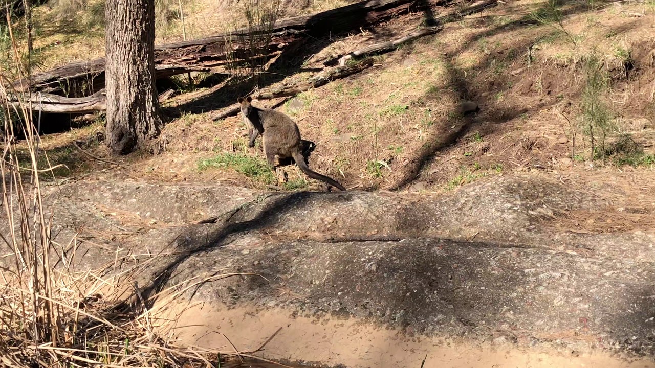 Eastern Grey Kangaroo At Scone Washpools - YouTube