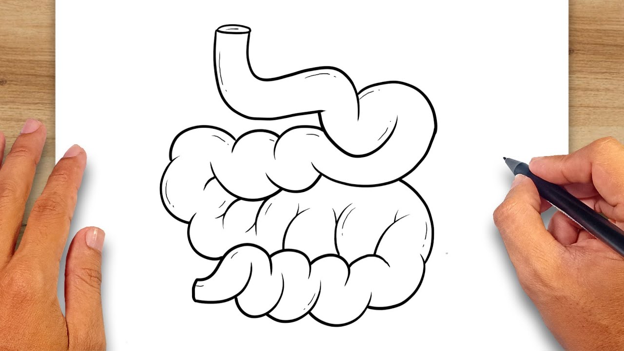 How to draw Small Intestine - Body Parts Drawing - YouTube