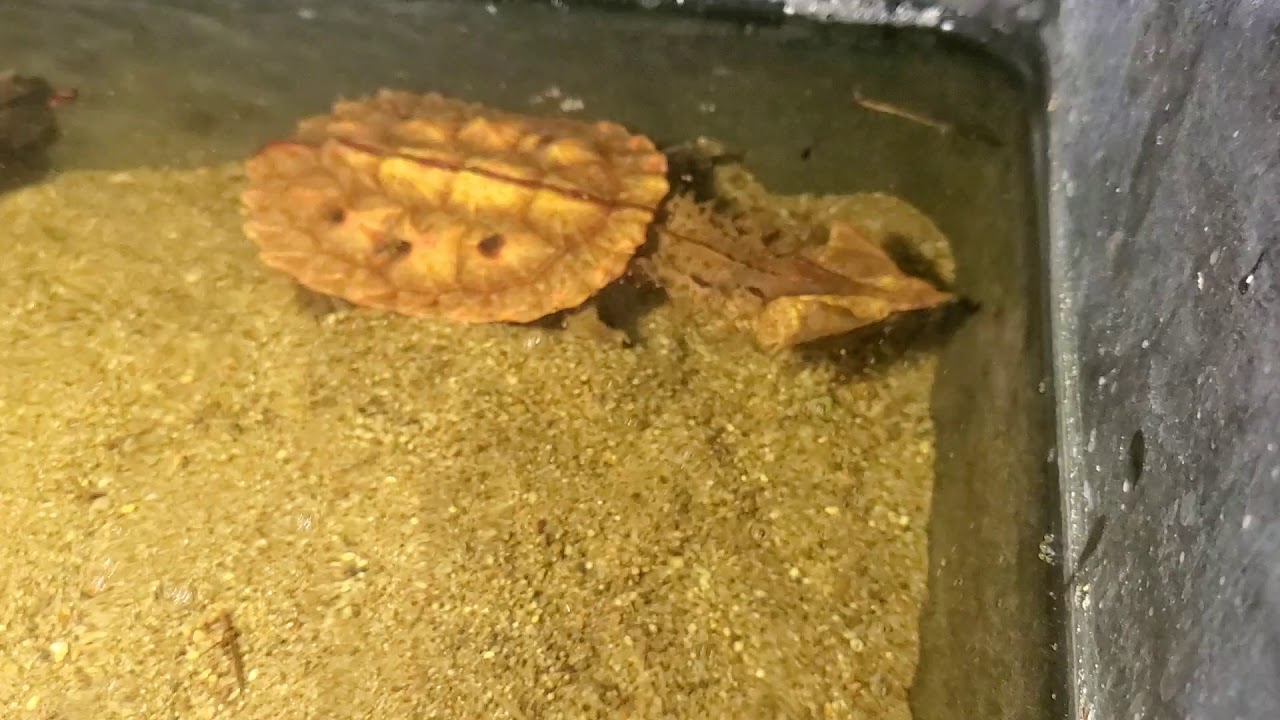 Red Mata Mata - YouTube