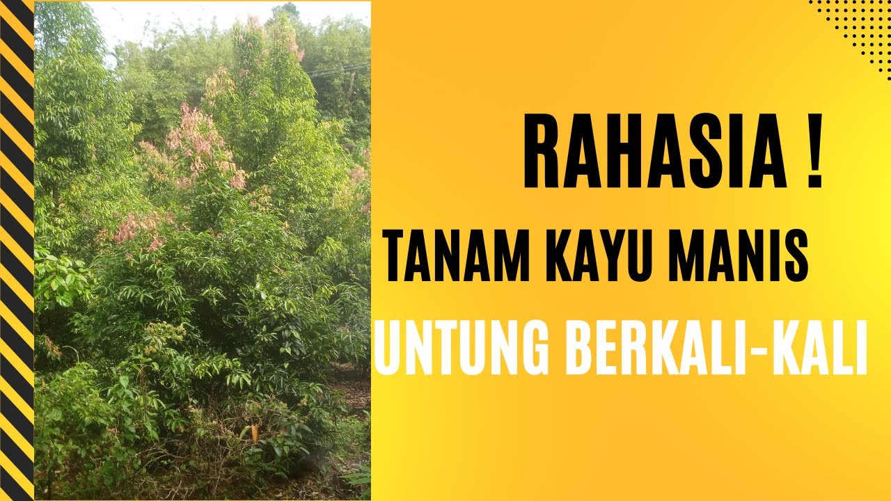 Tiga keuntungan tanam kayu manis jarak rapat - YouTube
