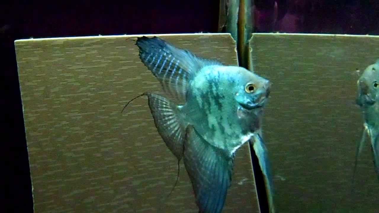 SMOKEY/BLUE ANGEL - YouTube