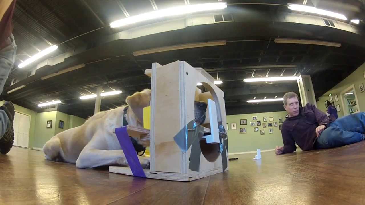 Studying Self Control in Dogs - YouTube