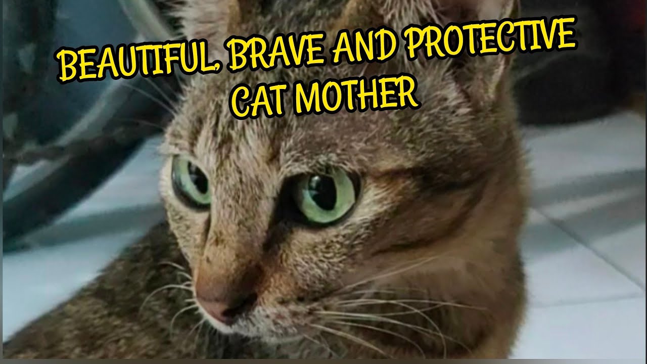 Beautiful, brave & protective cat mother #cat #catmom #catlover # ...