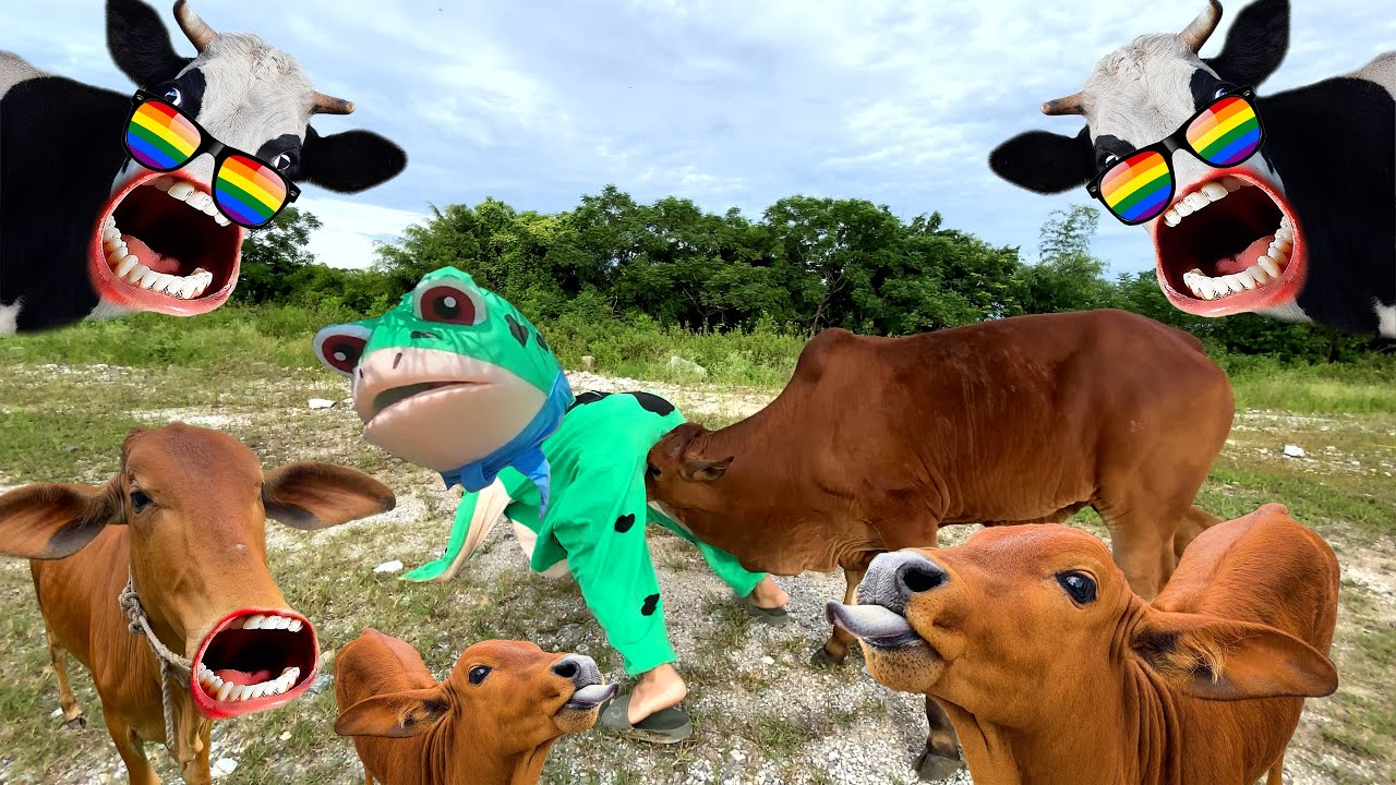 Con bò | Con bò con | Nhạc con bò | Con bò ăn cỏ | Bài hát con bò. # ...