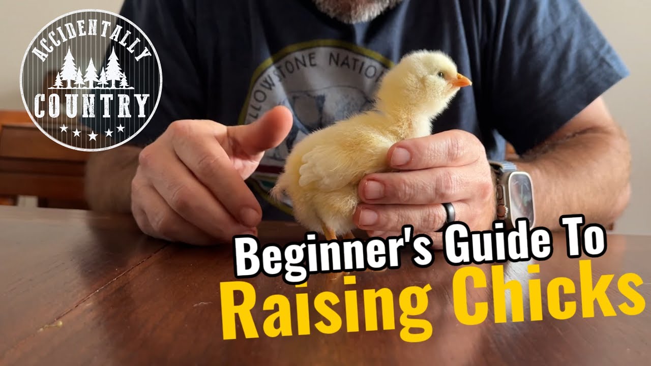 A Beginner's Guide to Raising Chicks - YouTube