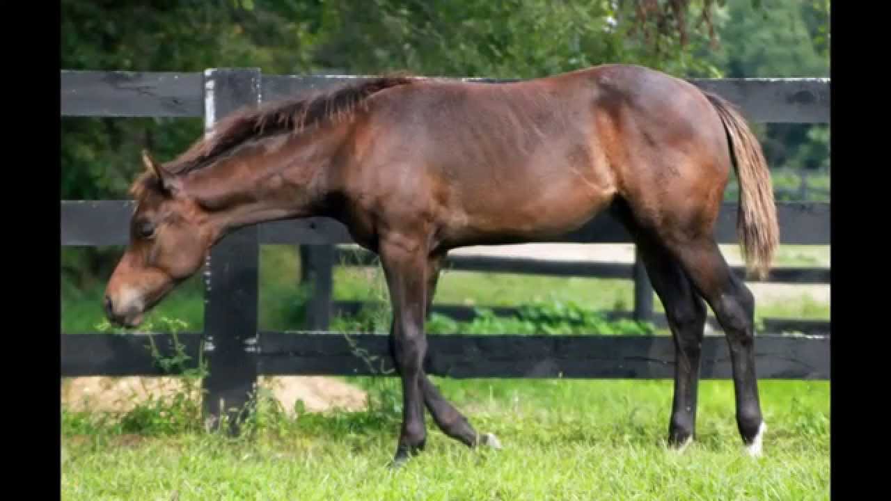 2015 AQHA Stallion by RL Best Of Sudden, out of an AQHA Champion ...