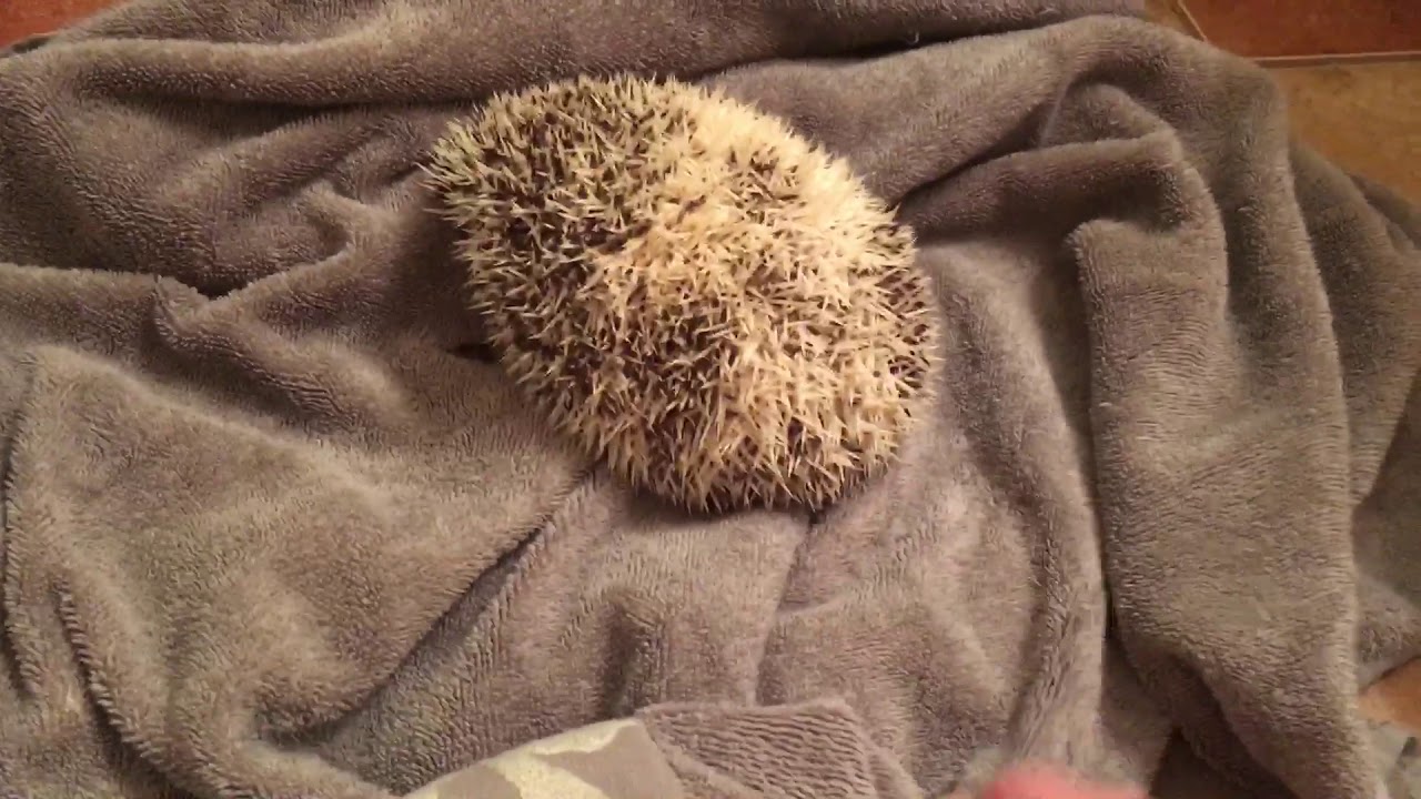 Mad hedgehog - YouTube