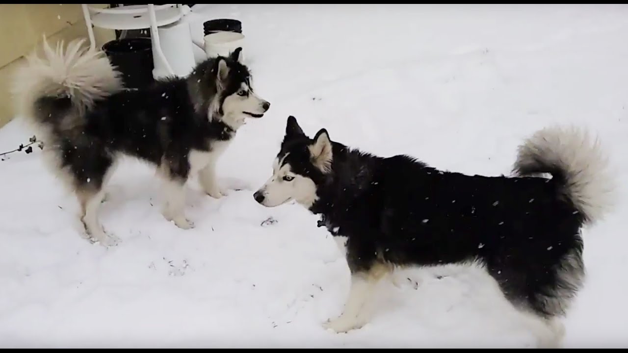 Huskies playing in the snow - YouTube