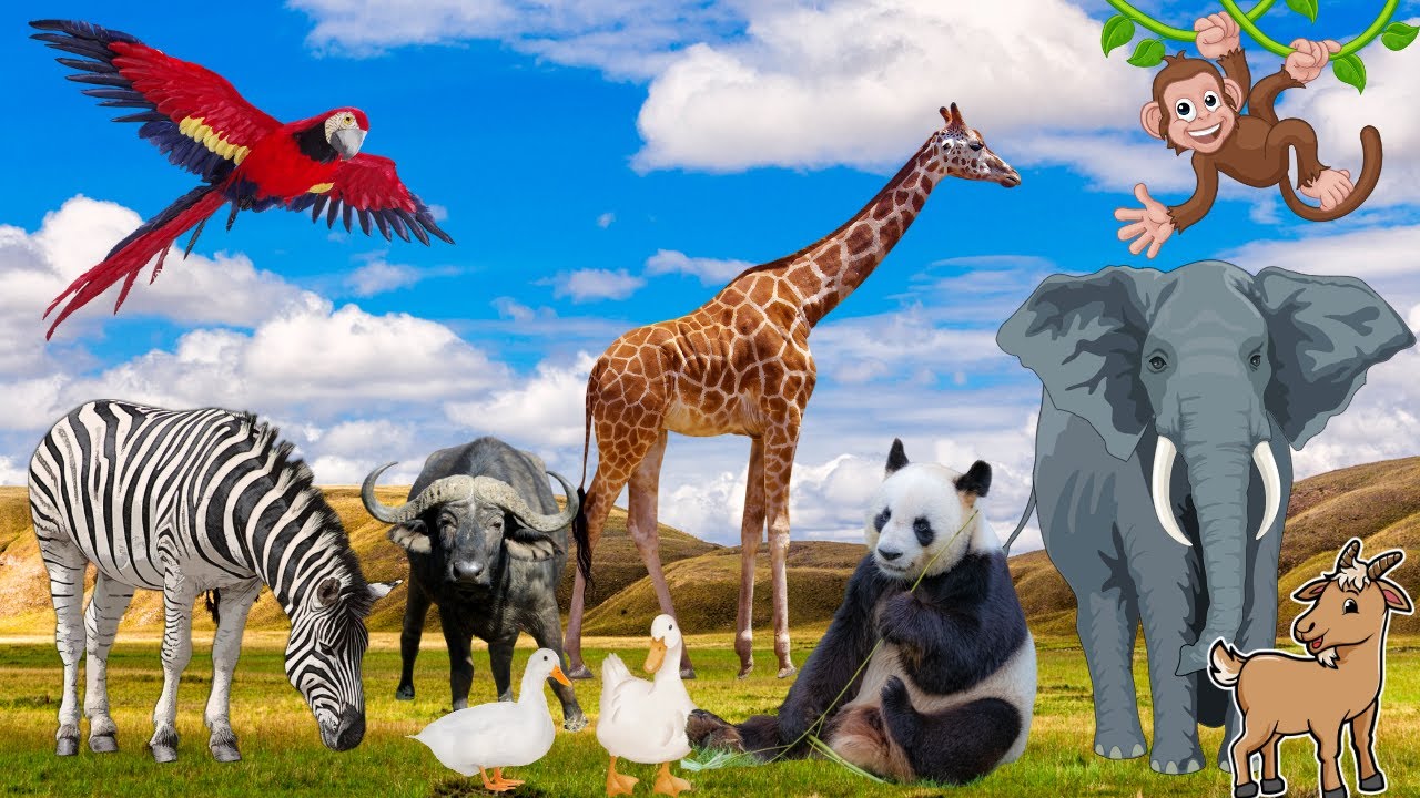 Belajar mengenal nama dan suara hewan | Hewan Ternak - YouTube