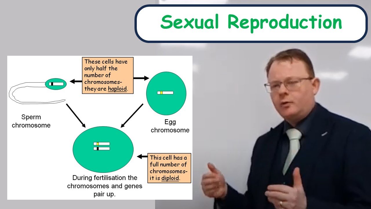 Unlocking the Secrets of Life: GCSE Biology Revision | Sexual ...