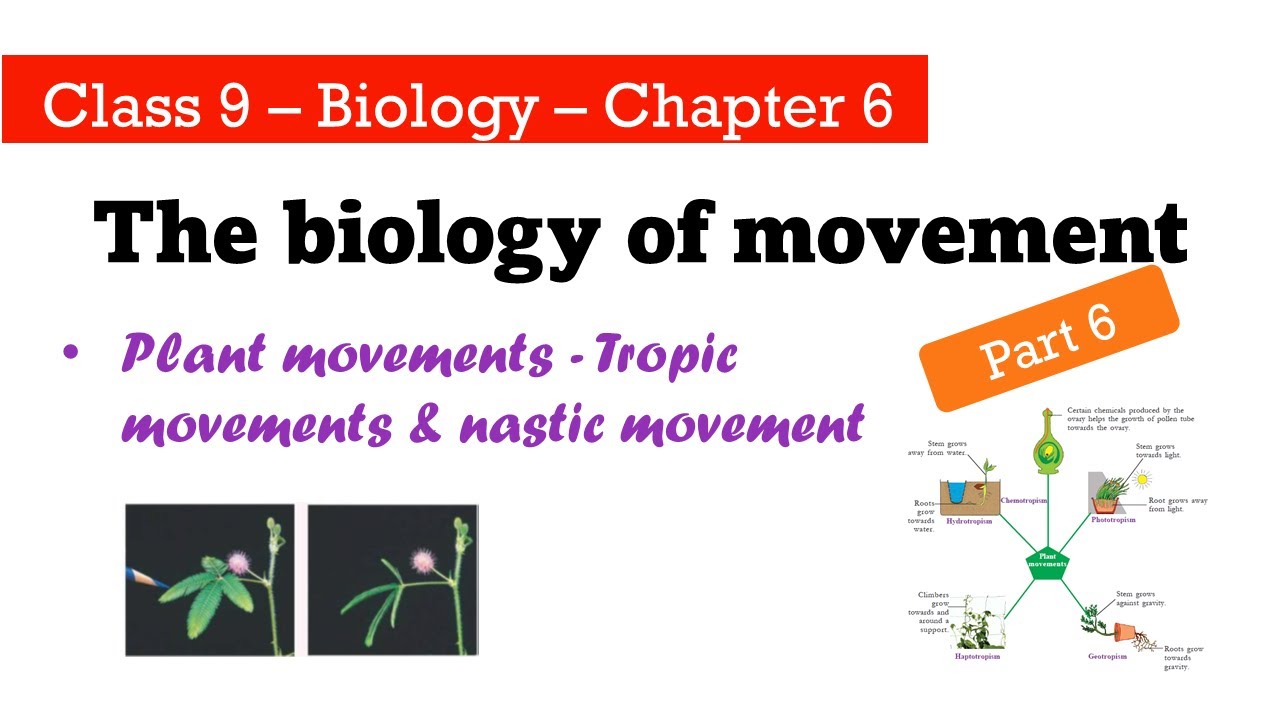 CLASS 9/BIOLOGY/CHAPTER 6/THE BIOLOGY OF MOVEMENT/PART 6/PLANT ...