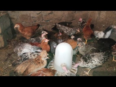 CUCELER DE QAN GEDIRSE HANSI DERMANI VERMEK LAZIMDIR ❓
