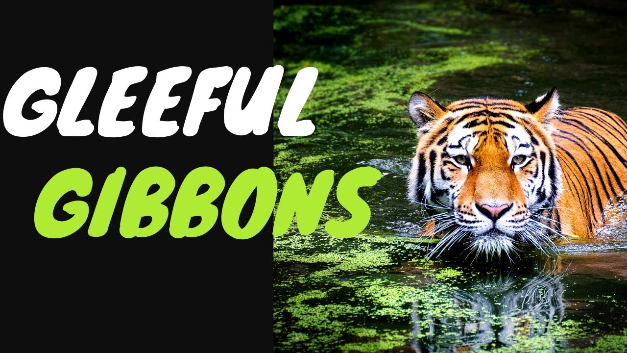 Gleeful Gibbons | Tourism Company | - YouTube