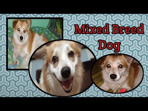 Mixed Breed Dog ll Japanese Spitz + Aspin - YouTube