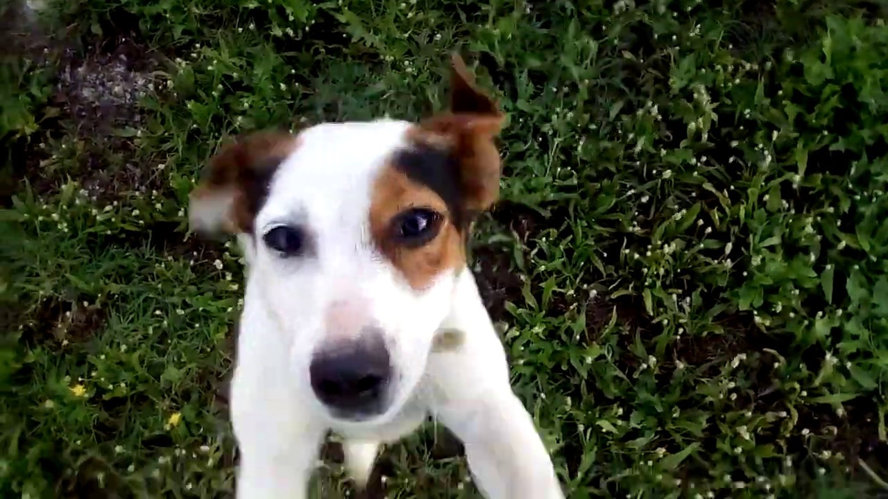 ΠΑΙΖΟΝΤΑΣ ΜΕ ΤΟΝ ΣΚΥΛΟ ΜΟΥ ΤΟΝ ΡΕΞ-PLAYING WITH MY DOG REX - YouTube