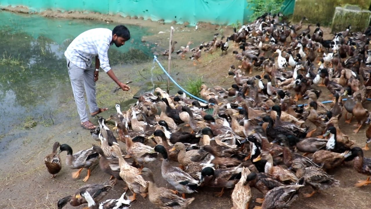 Duck Farming in Bargarh Odisha 2022 - YouTube