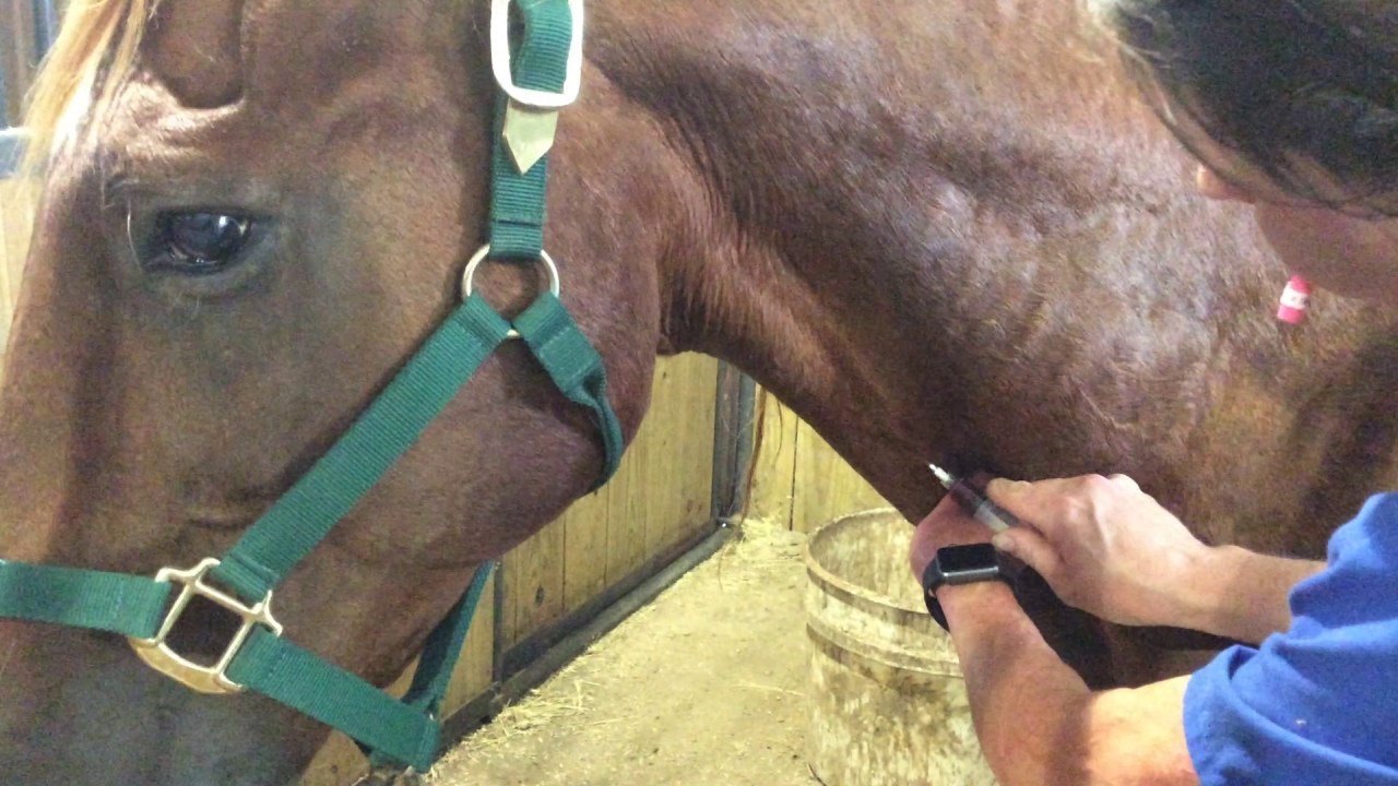 Jugular Venipuncture Horse - YouTube